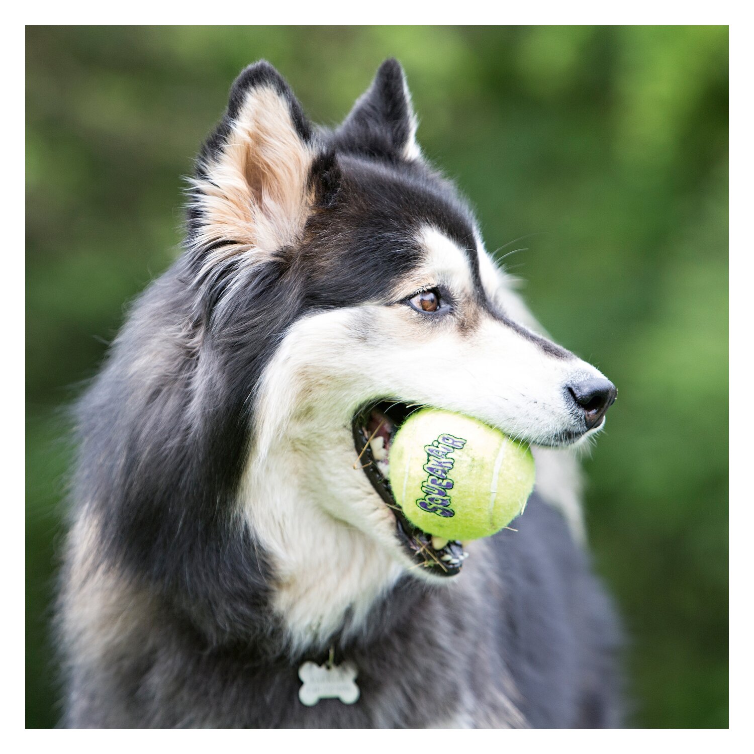 Hundespielzeug: Abwechslung für glückliche Hunde | Loesdau - Hund ...
