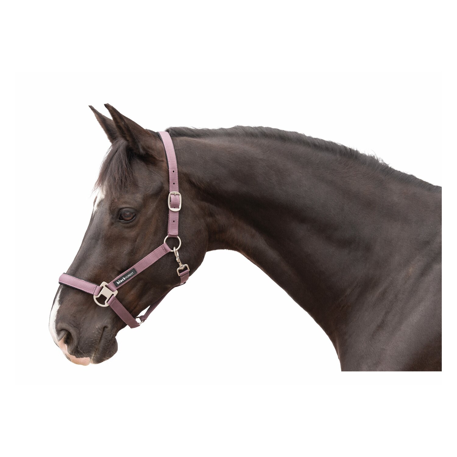 Halfter - Pferd - Loesdau - Passion Pferdesport