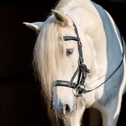 Side Pulls & Bosals - Themenbereiche - Loesdau - Passion Pferdesport
