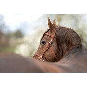 Side Pulls & Bosals - Themenbereiche - Loesdau - Passion Pferdesport